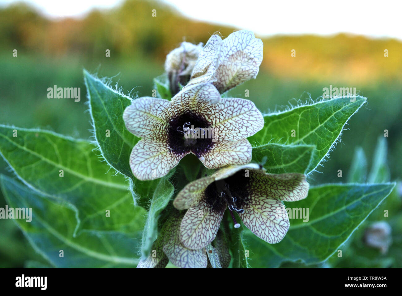 Hyoscyamus niger (henbane, black henbane or stinking nightshade ...