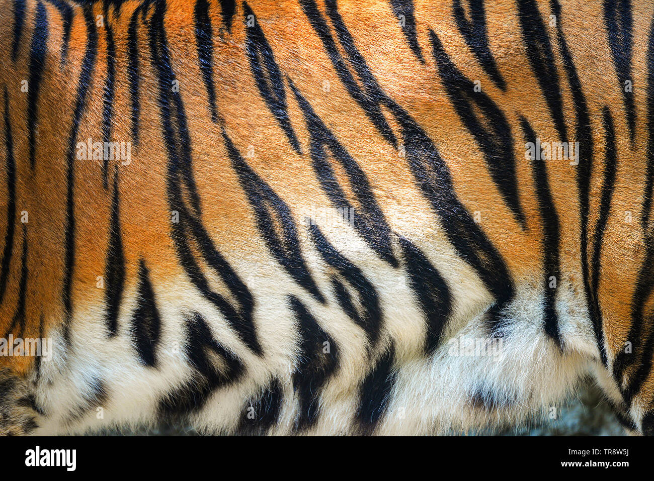 Tiger pattern / Beautiful real bengal tiger texture skin black orange ...