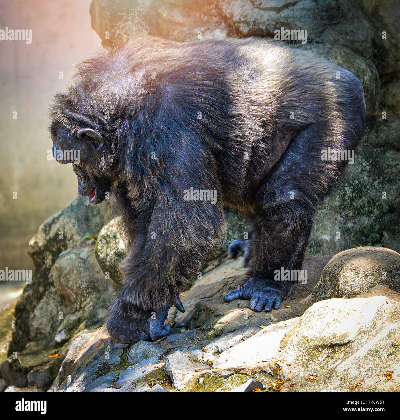 Angry chimpanzee hi-res stock photography and images - Alamy