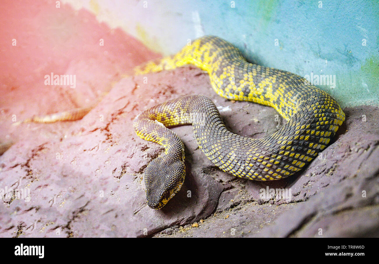 Poisonous snake of fierce Mangrove pit viper lying on the rock ...