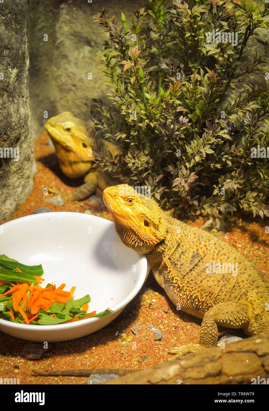 Bearded water dragon hi-res stock photography and images - Alamy