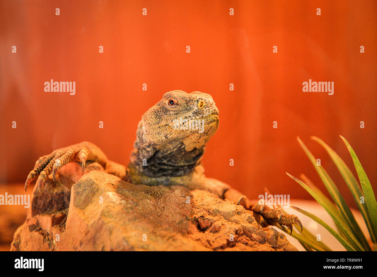 African spiny tailed lizard hi-res stock photography and images - Alamy