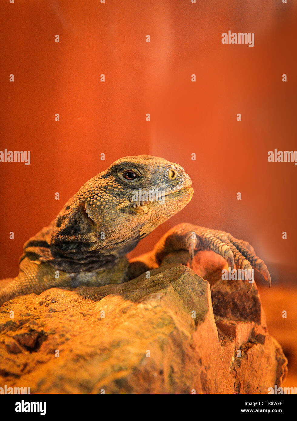 spiny tailed agamid lizards / Uromastyx spiny genus asian agamid on the ...