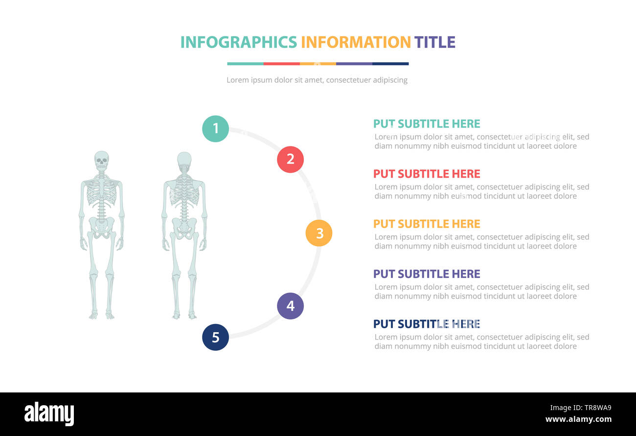 human skeleton bone infographic template concept with five points list ...