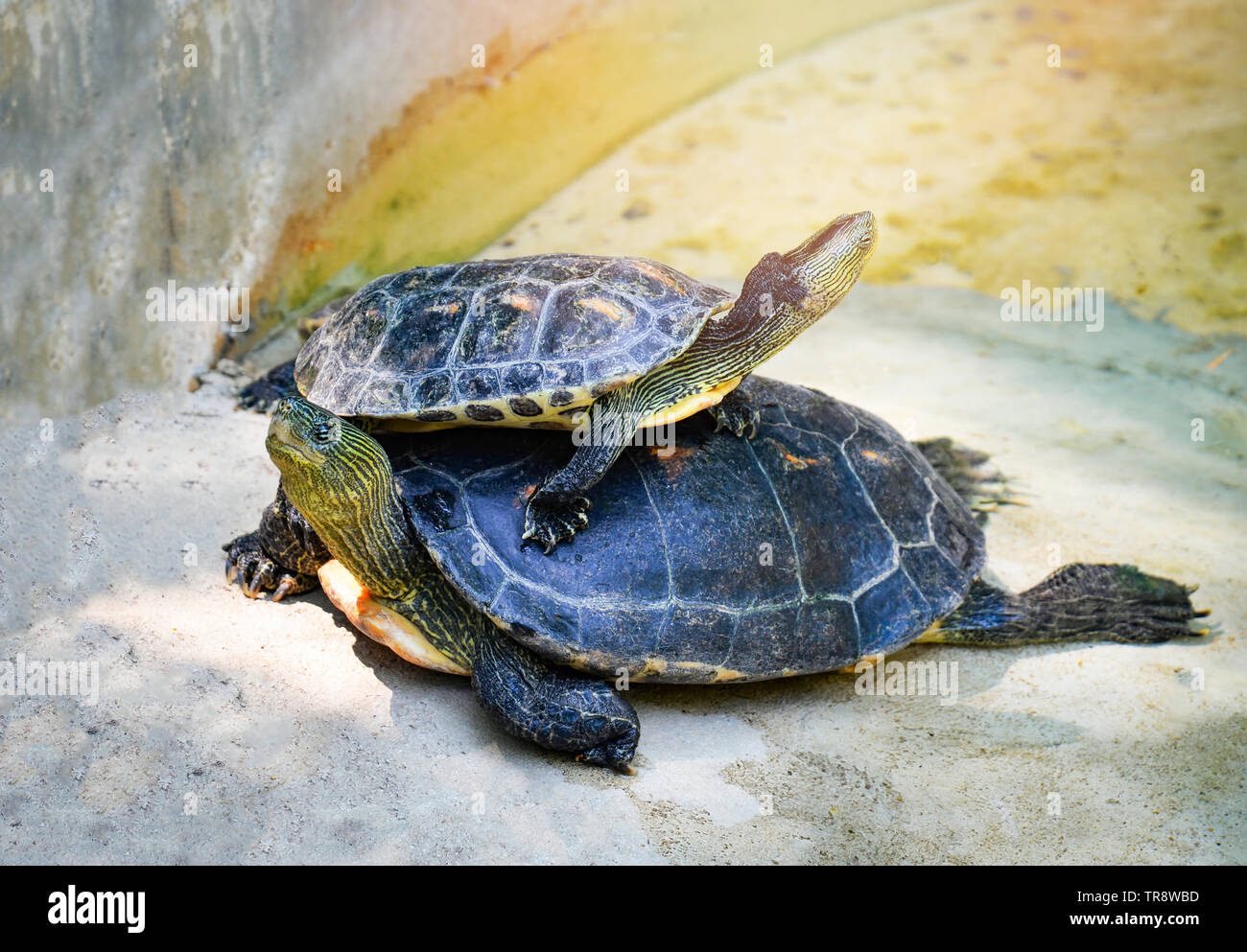 Chinese pond turtle hi-res stock photography and images - Alamy