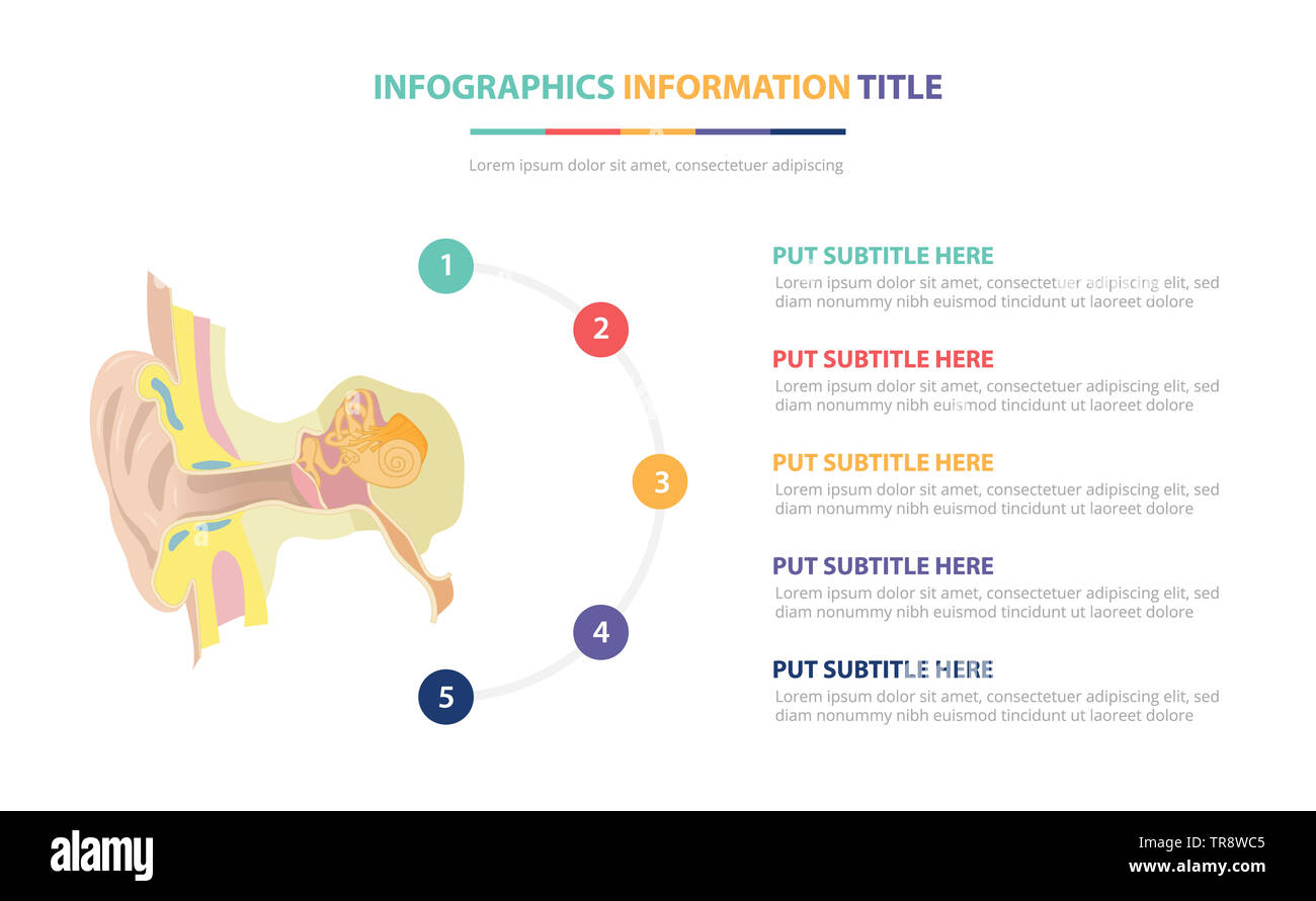 human ear anatomy infographic template concept with five points list ...