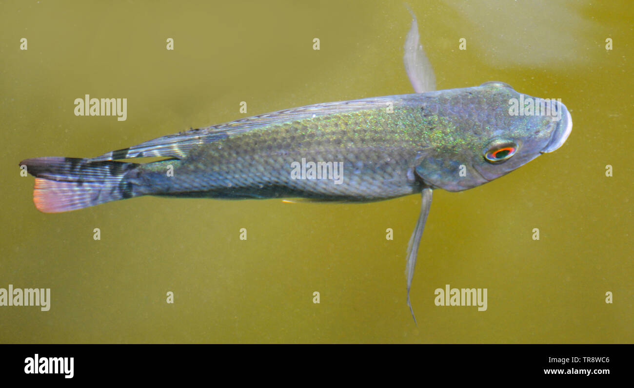 Tilapia fish swimming on surface in the water river live in natural for ...