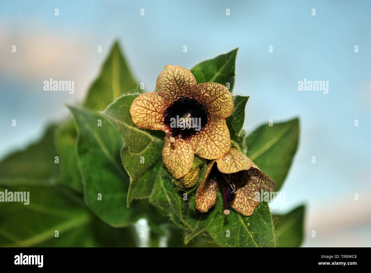 Hyoscyamus niger hi-res stock photography and images - Alamy