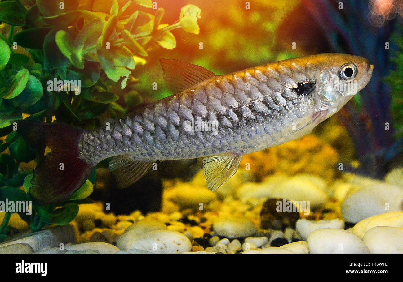 Red or Pink tail fish tales / rare fish in minnow family Stock Photo ...