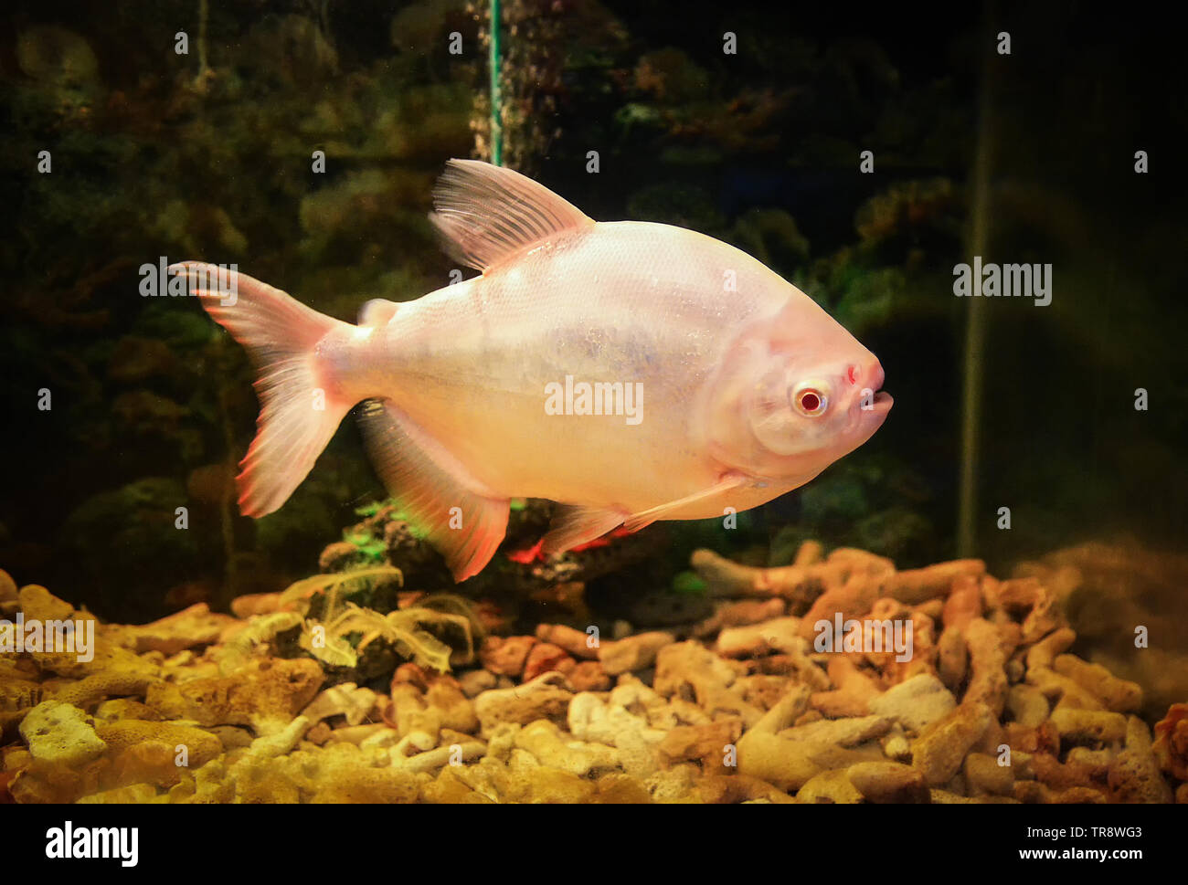 Red pacu hi-res stock photography and images - Alamy
