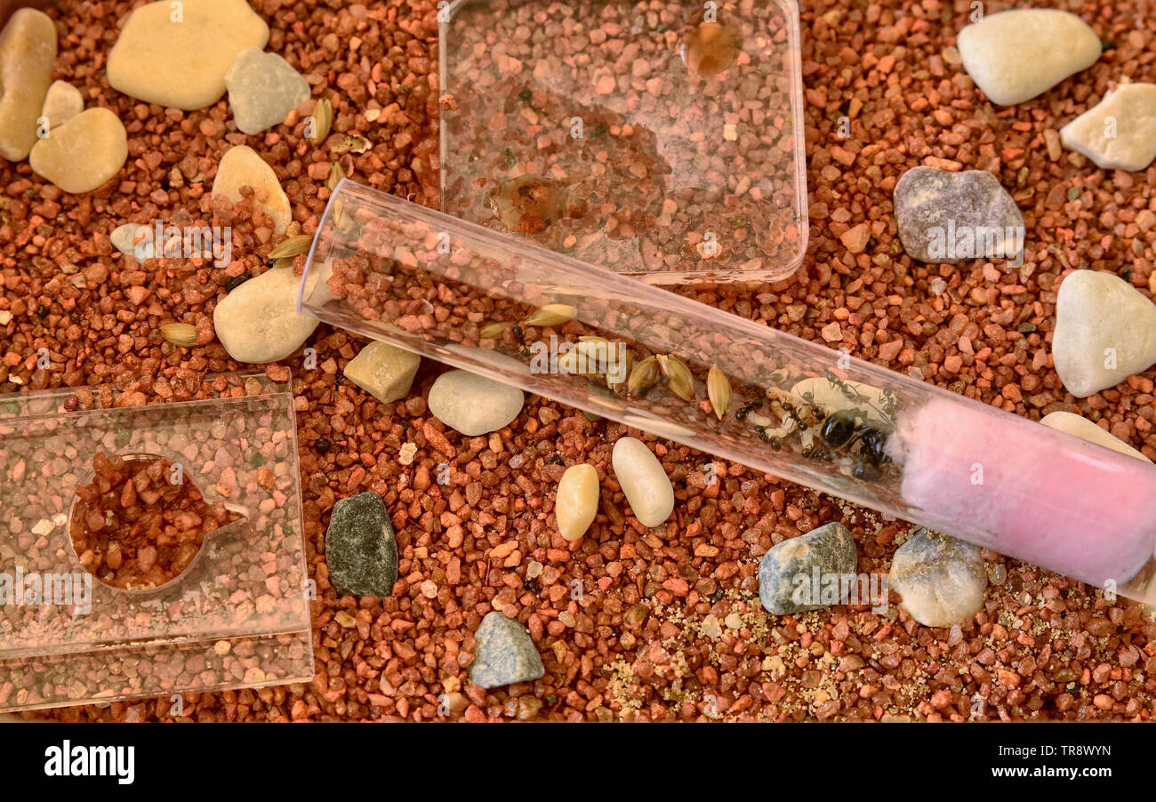 Queen Ant And Workers High Resolution Stock Photography and Images - Alamy