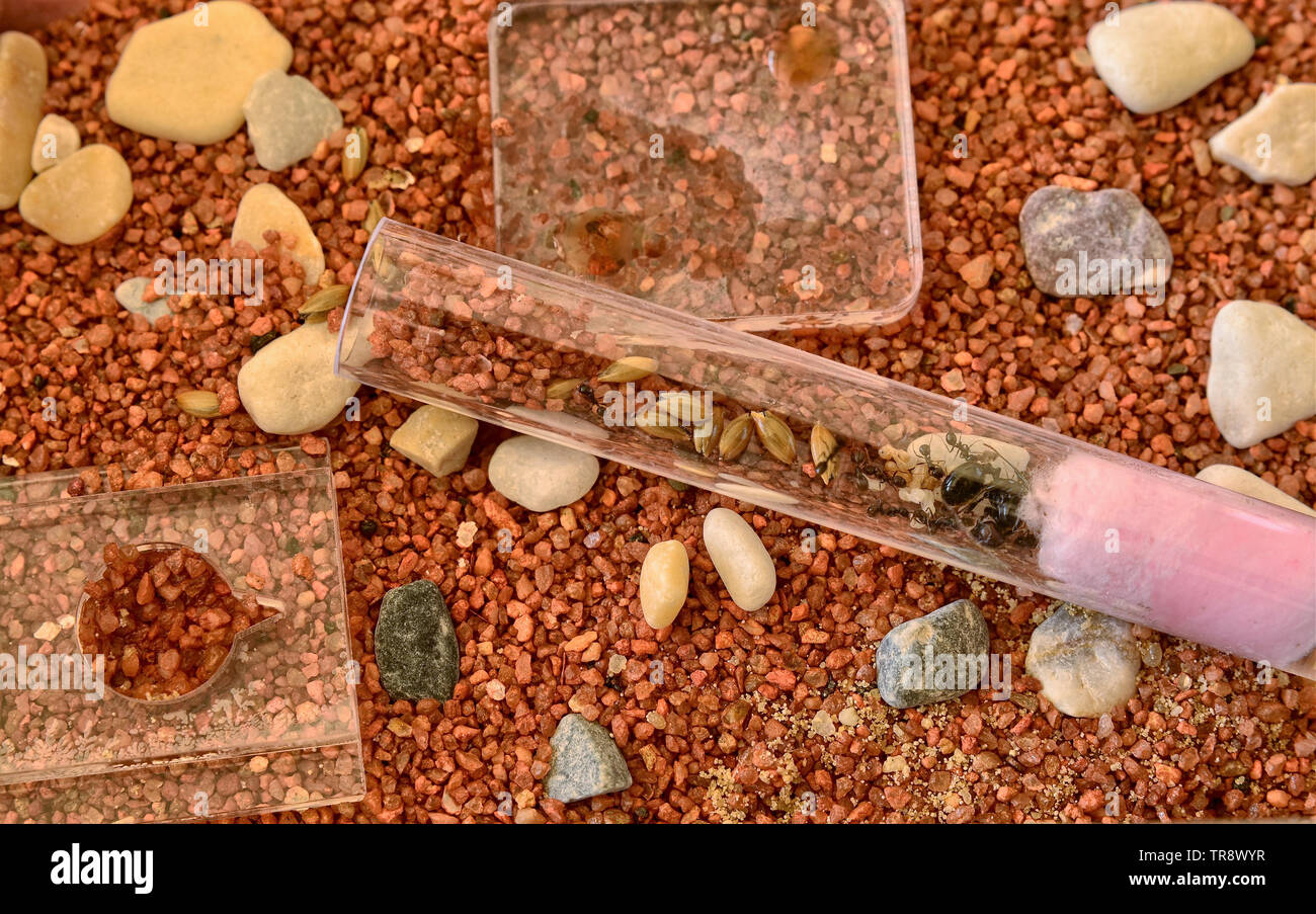 Anthill in captivity: in the newly introduced test tube the queen is ...