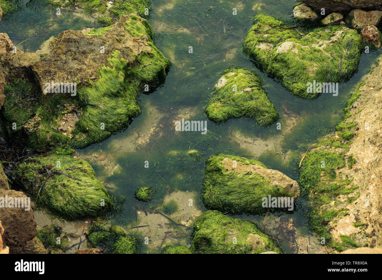 Algae on the beach hi-res stock photography and images - Alamy