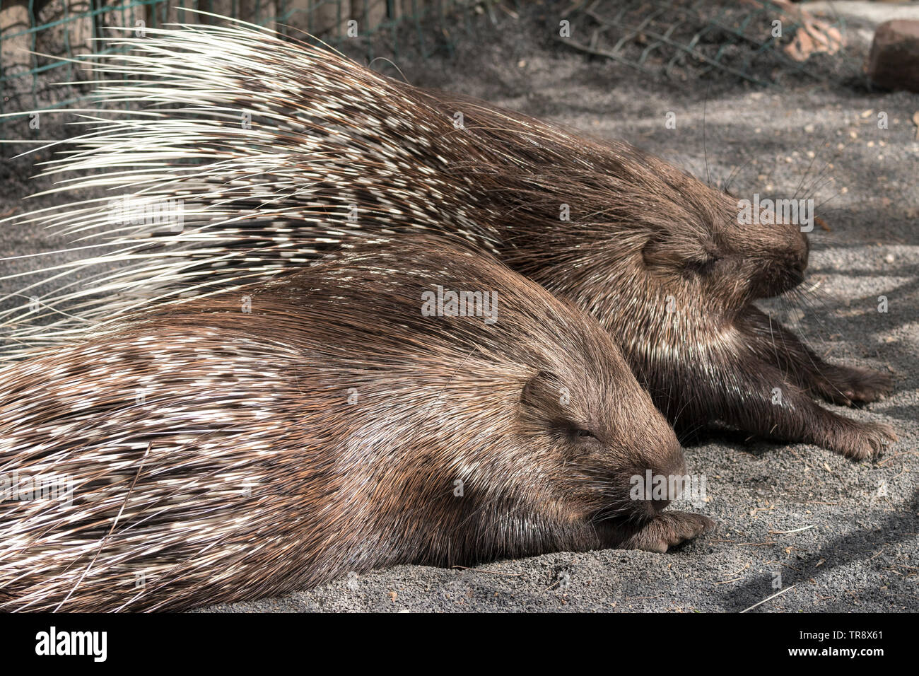 details of the snout and porcupine spines while resting Stock Photo - Alamy