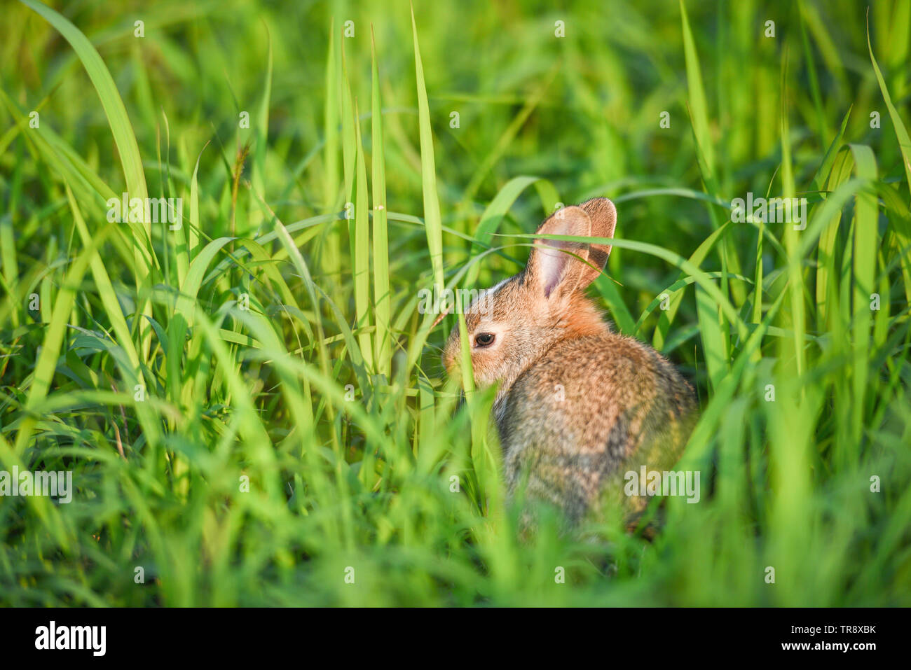 Cute rabbit on nature green field meadow Stock Photo - Alamy