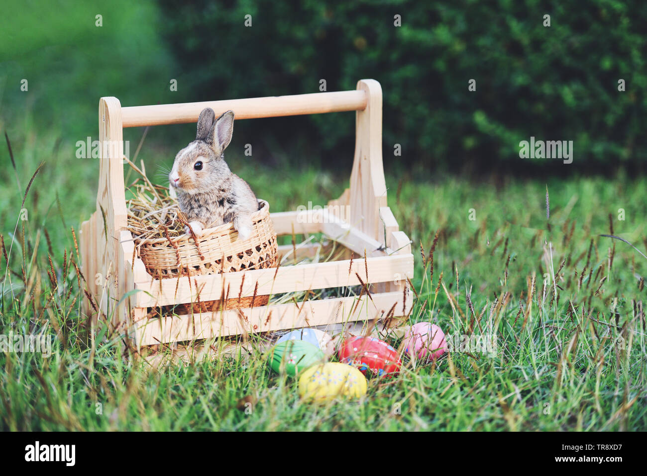 Easter eggs and Easter bunny on green grass outdoor / Little brown ...