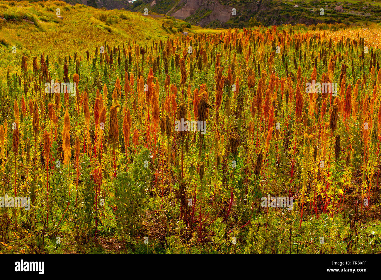 Vegetation around Colca Canyon at Peru Stock Photo - Alamy