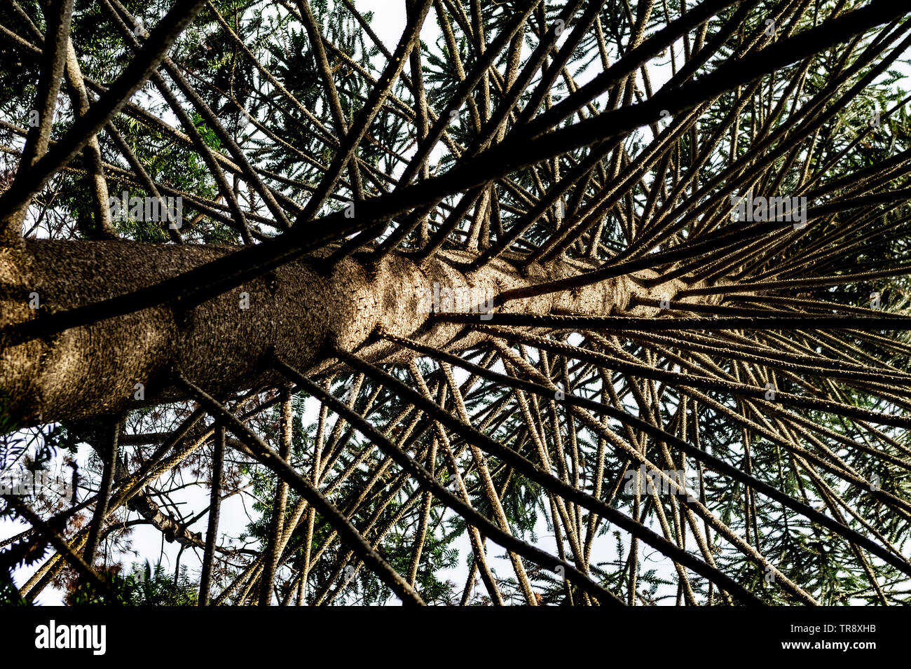 Pine Tree looking up Stock Photo - Alamy