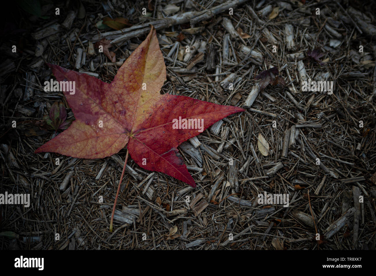 Maple Leaf on Ground Stock Photo - Alamy