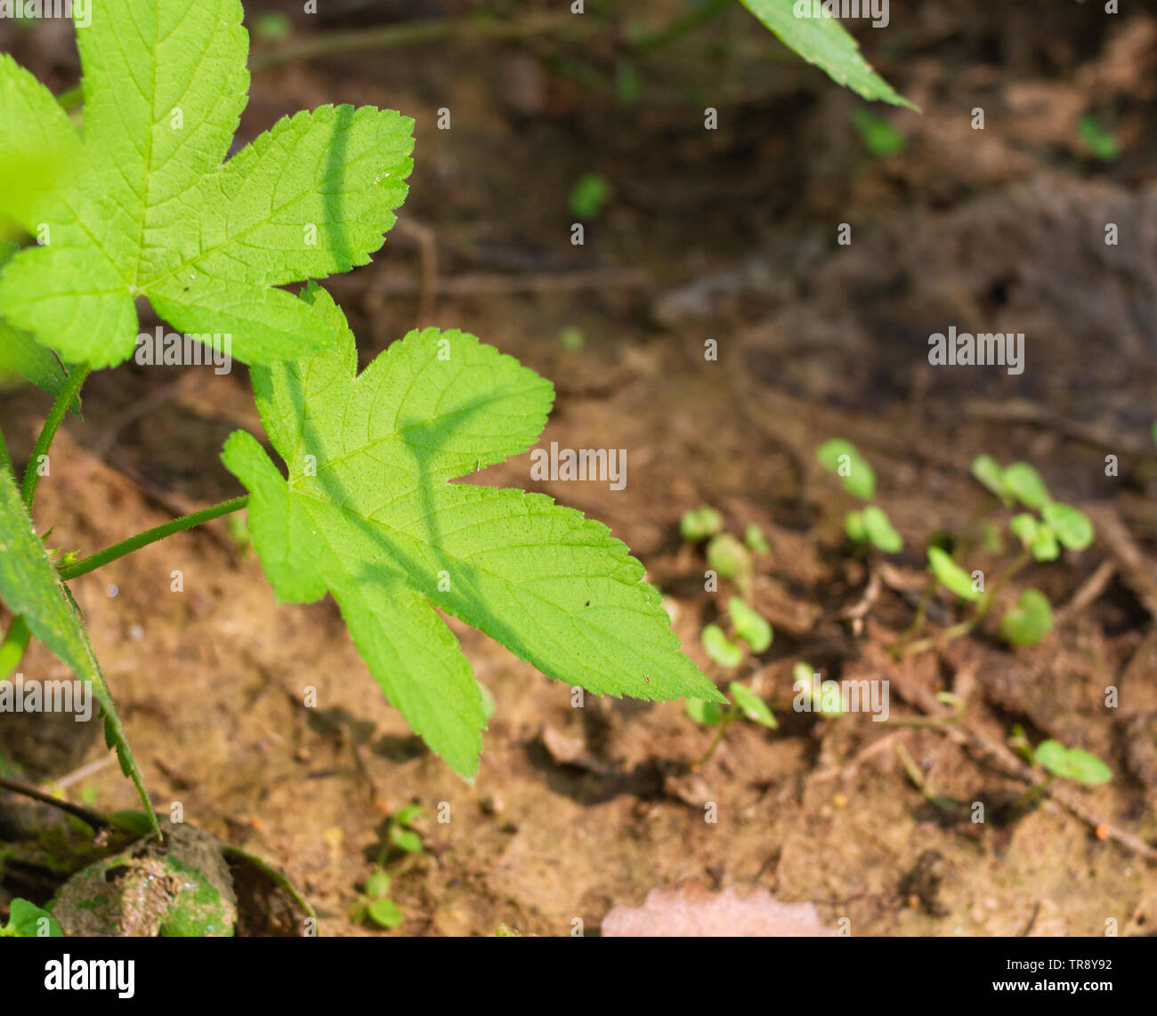 Close-up of greenery, nature -- summer 2017: greenery in the ...