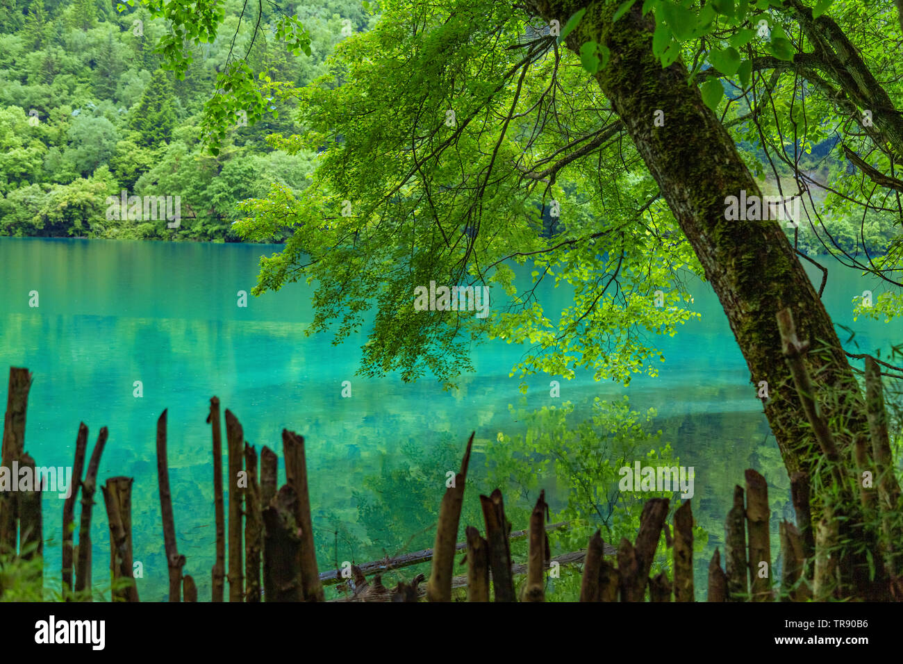Jiuzhaigou is a famous natural scenic spot in China. There are thick ...