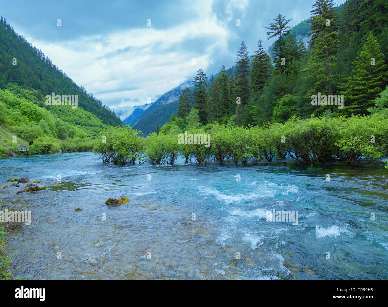 The river in the valley, the water rushing against the aquatic shrubs ...