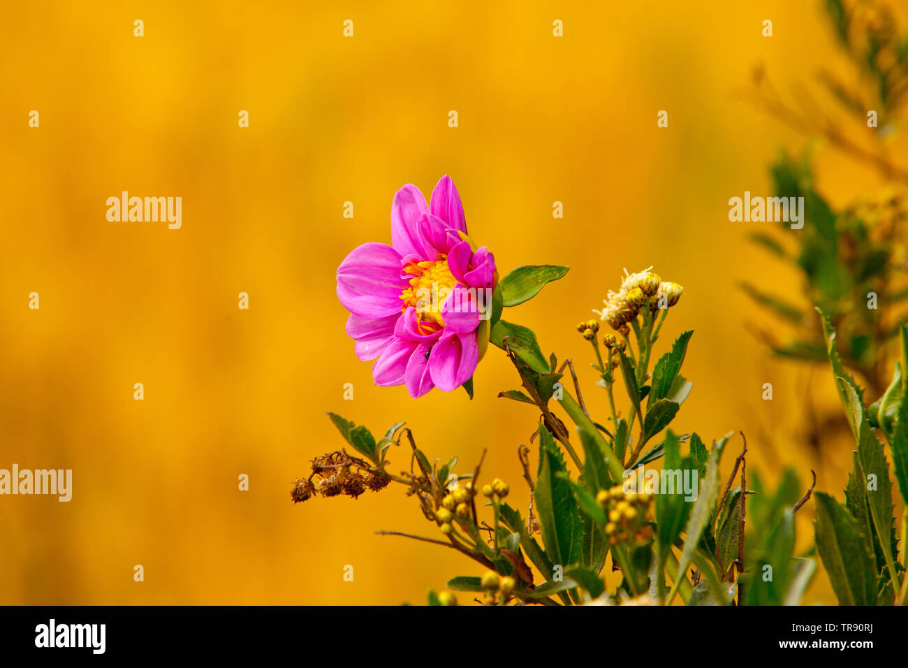 Vegetation around Colca Canyon at Peru Stock Photo - Alamy