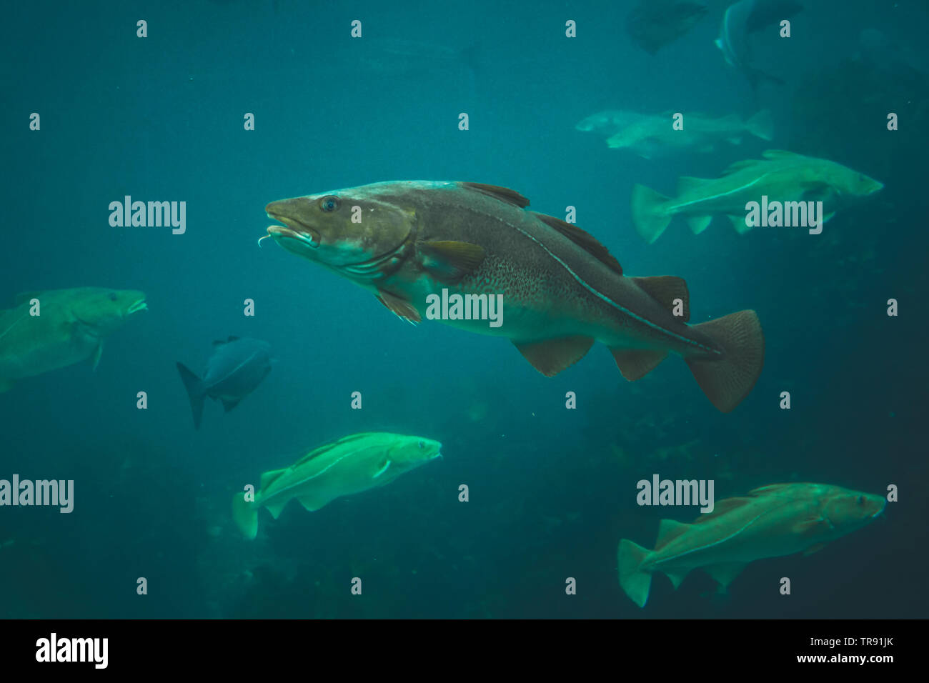 Big Cod fishes in huge water tank in sea water park in Alesund, Norway ...