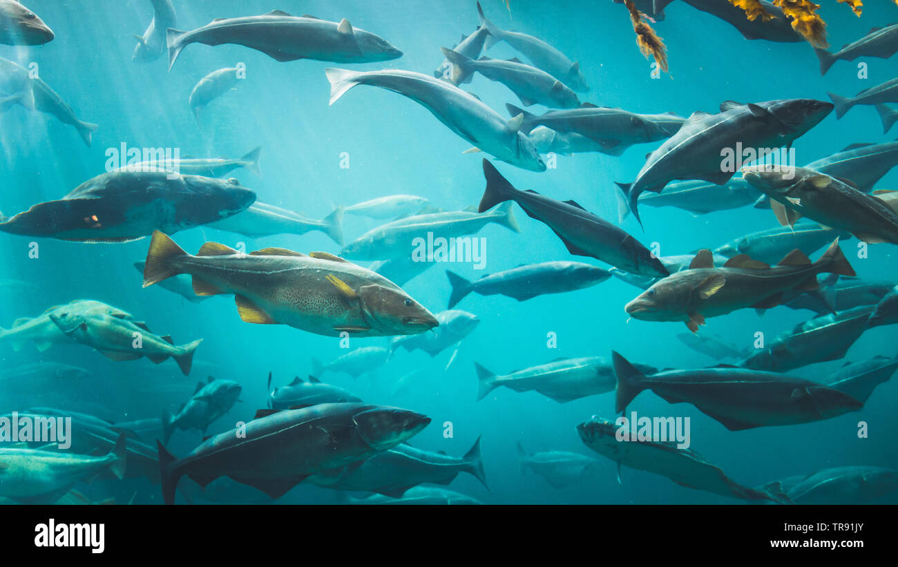Big Cod fishes in huge water tank in sea water park in Alesund, Norway ...