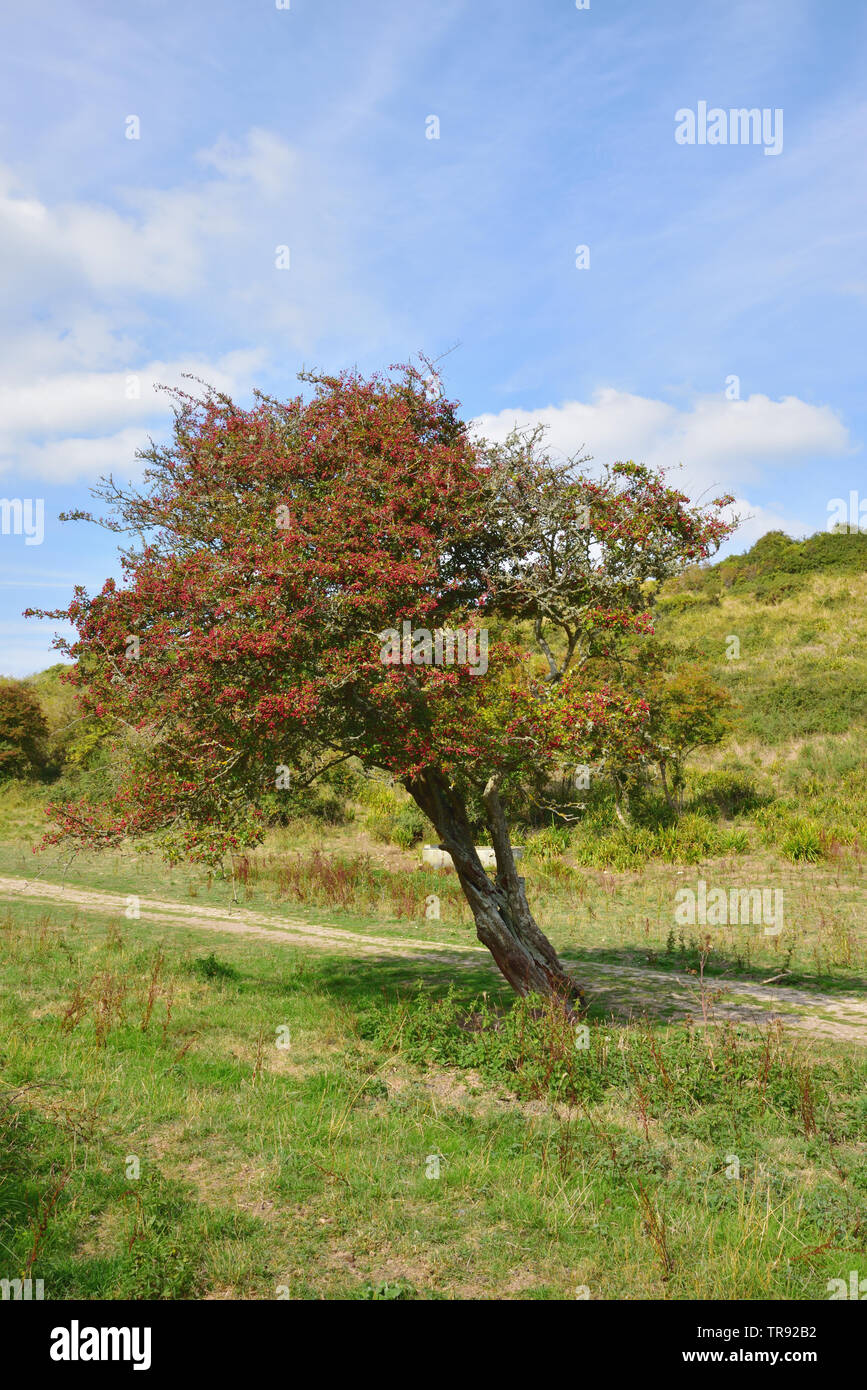 Rowan tree mythology hi-res stock photography and images - Alamy