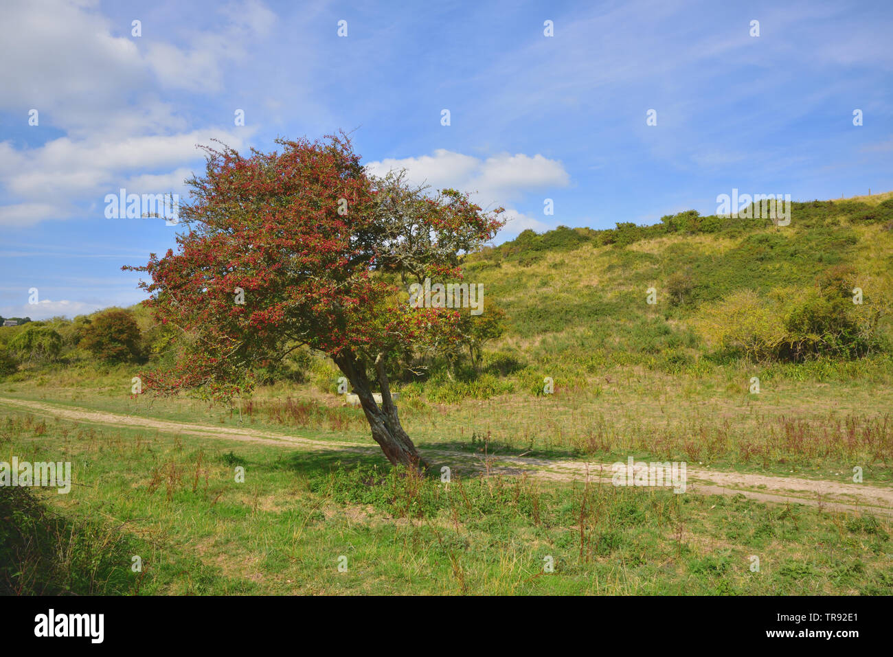 Rowan tree mythology hi-res stock photography and images - Alamy