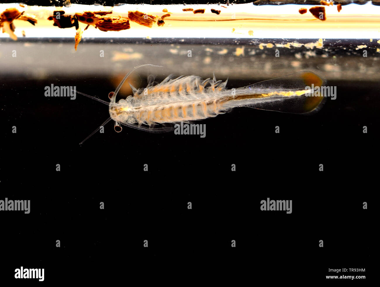 Anostraca