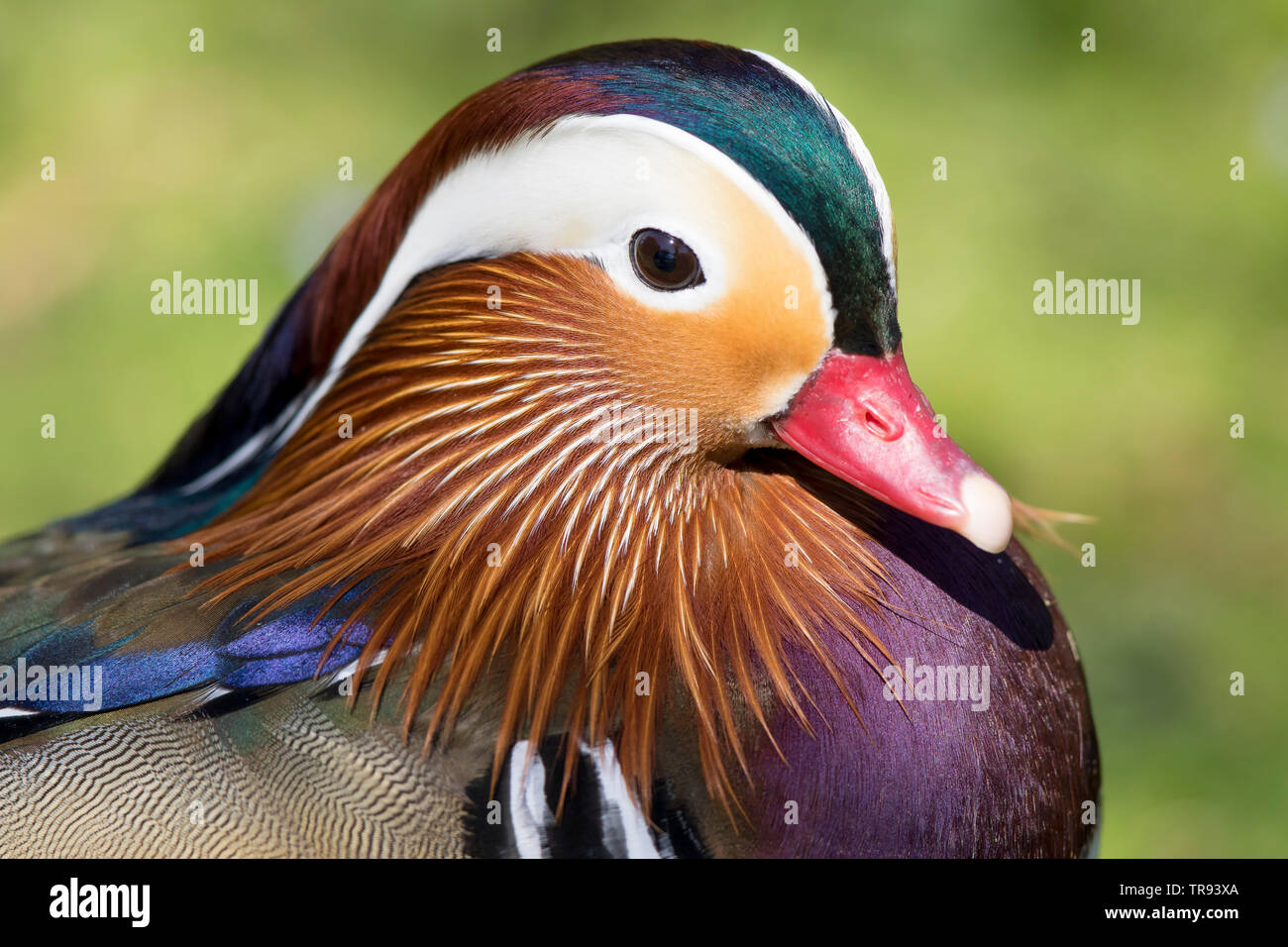 Mandarin duck male uk hi-res stock photography and images - Alamy