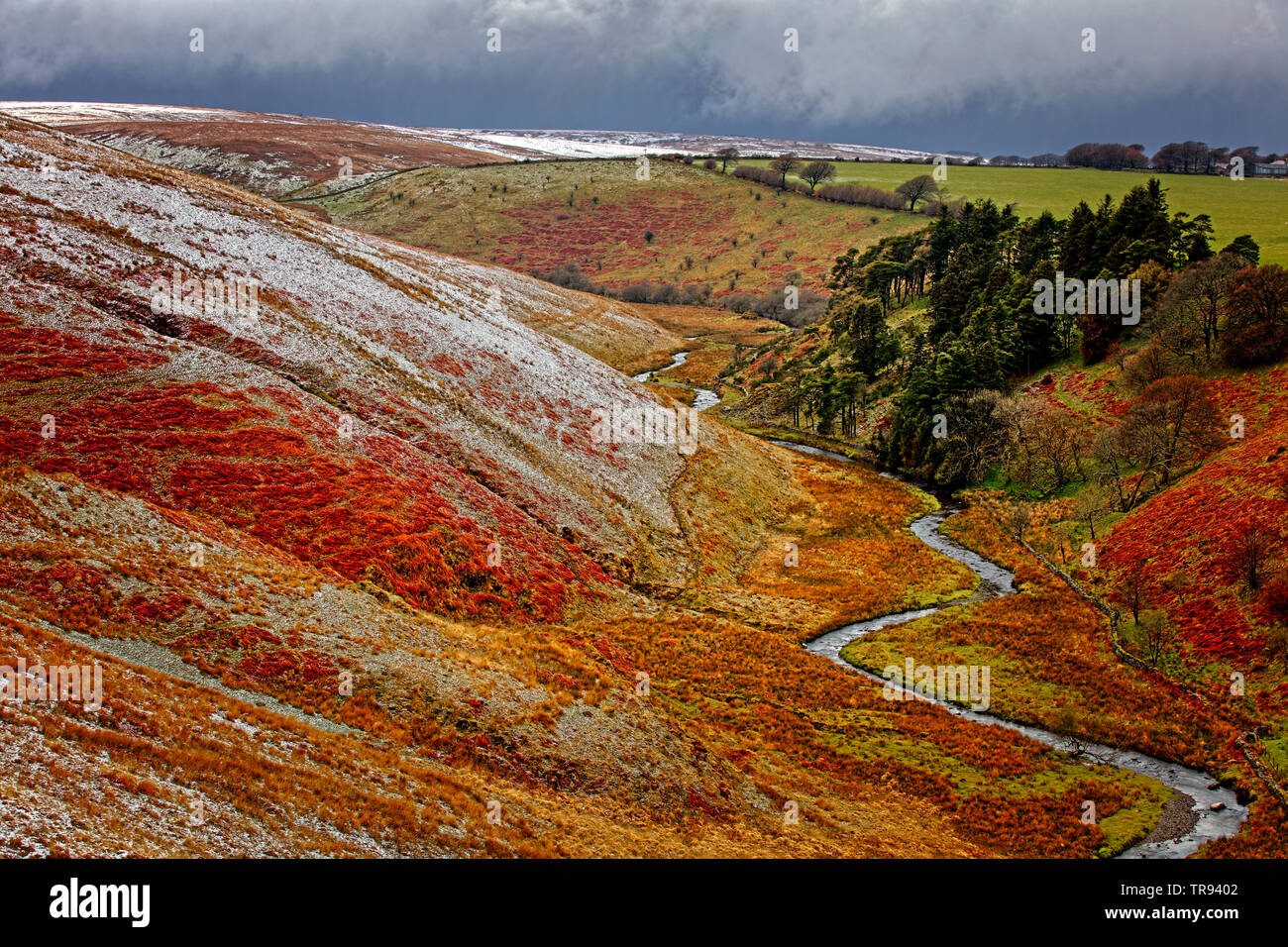 Late Spring snowfall on Exmoor, near Simonsbath, Somerset, England, UK ...