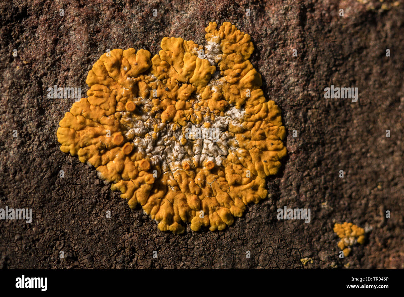 Firedot lichen hi-res stock photography and images - Alamy