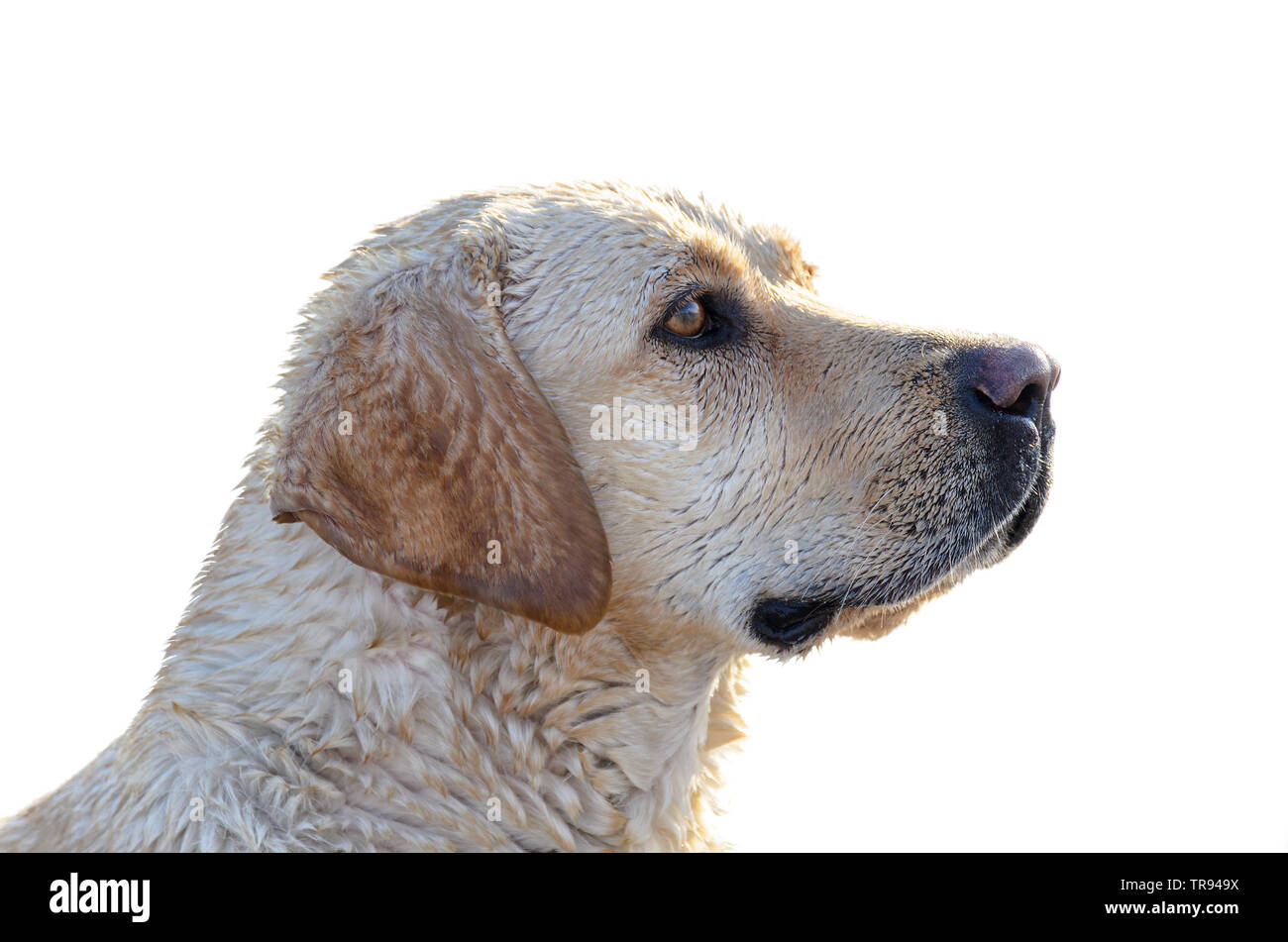 Portrait of an adult wet dog labrador. Light-colored dog. Isolated on ...