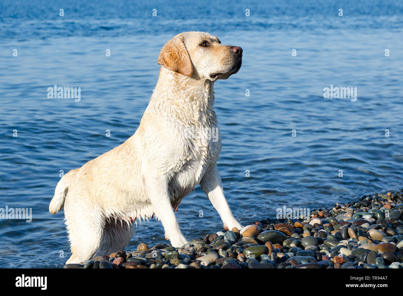 Golden Labrador stands on the sea beach. Side view, wet coat Stock ...