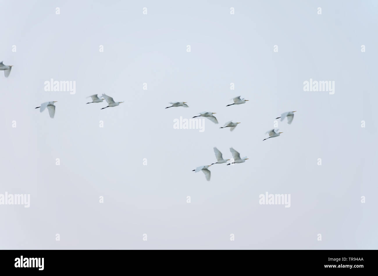 Cygnet in the air hi-res stock photography and images - Alamy