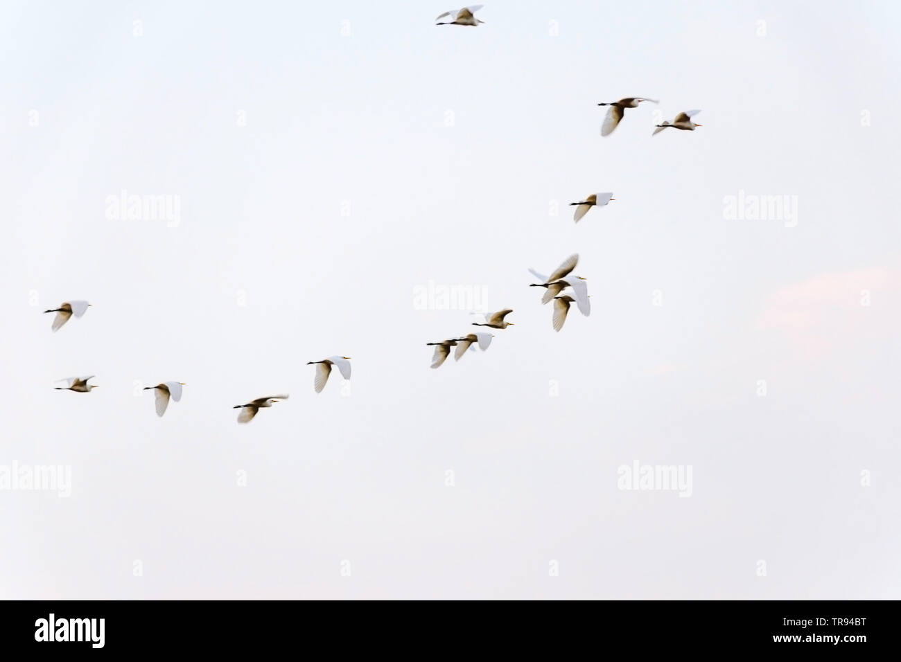 White Bird Flying In The Sky