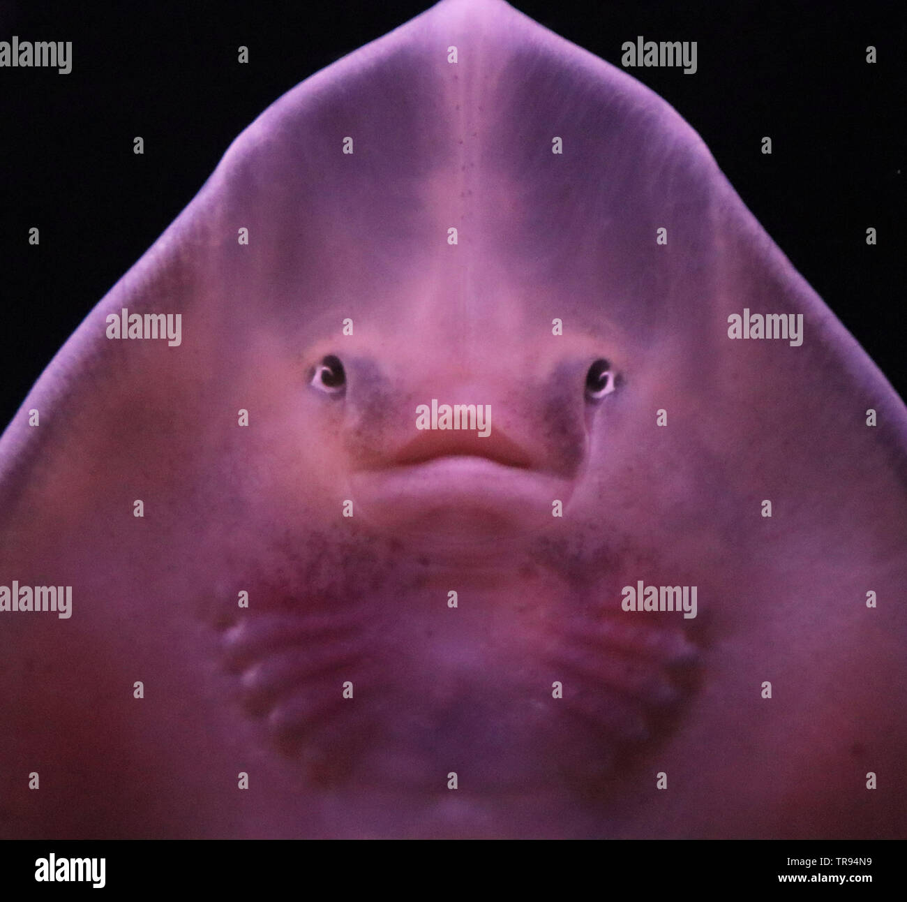 Stingray face hi-res stock photography and images - Alamy