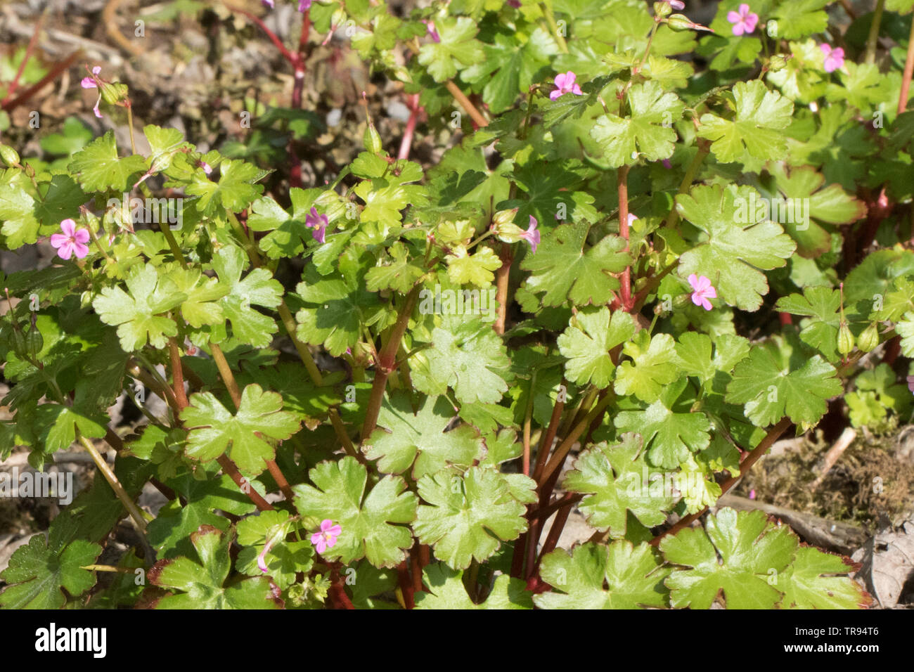Deep pink geranium hi-res stock photography and images - Alamy