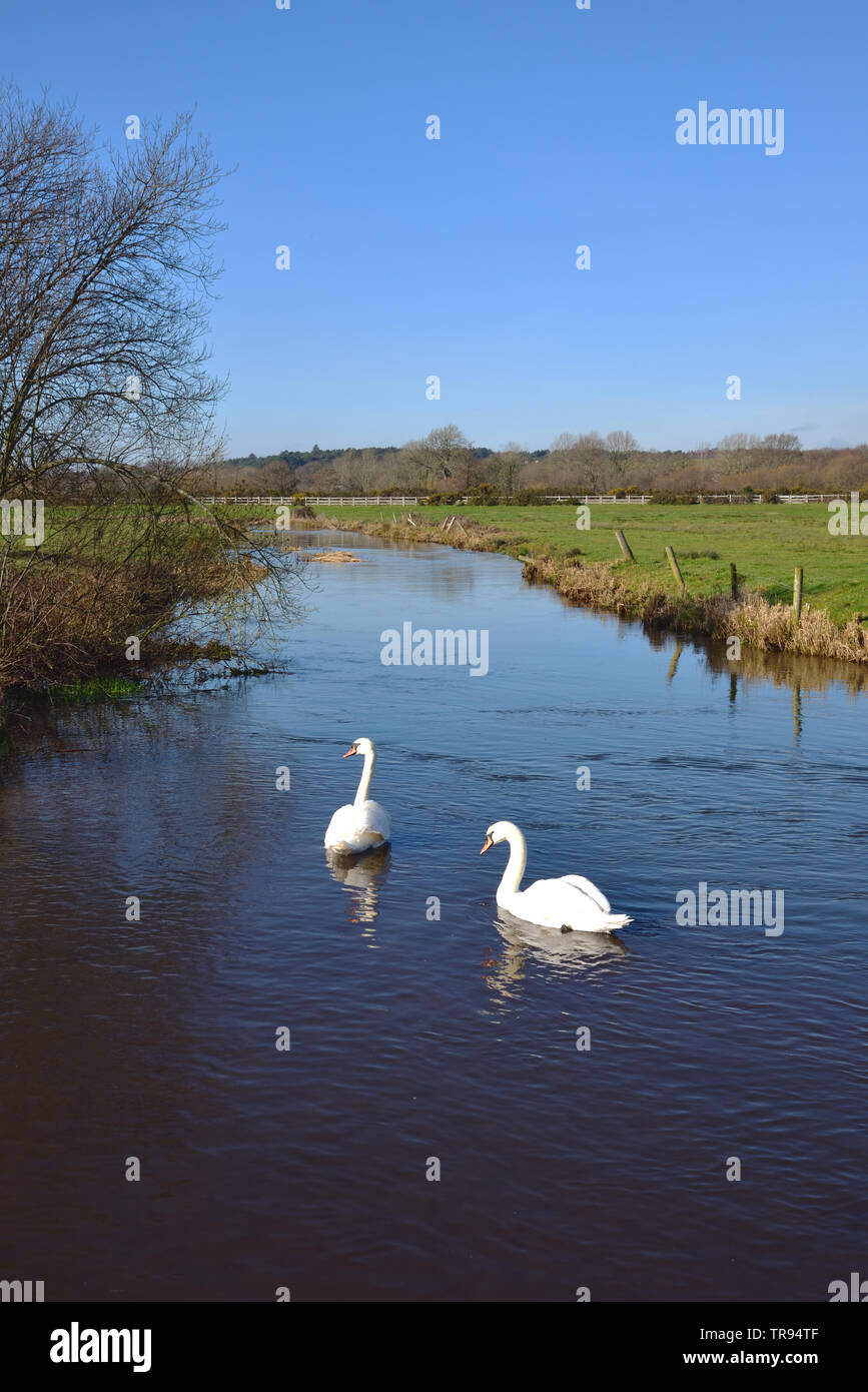 Piddle hi-res stock photography and images - Alamy