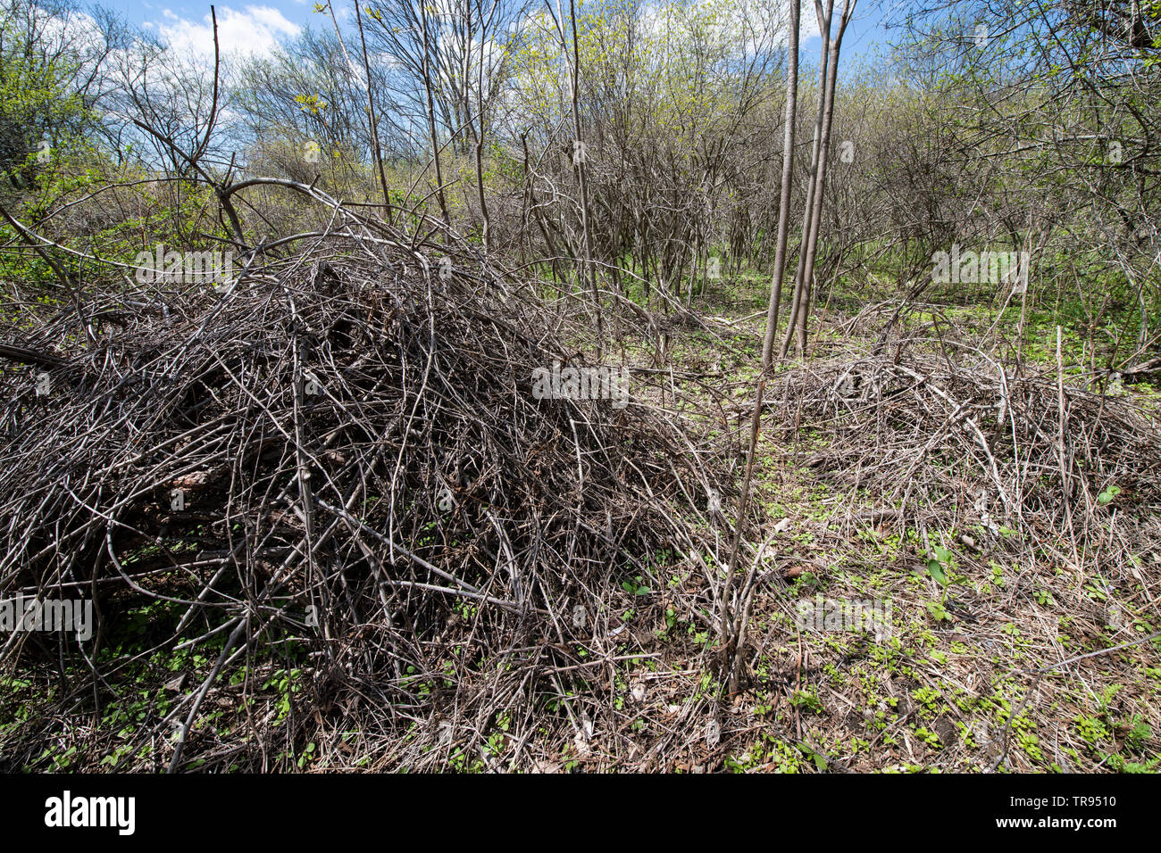 Pile of branches Stock Photo - Alamy