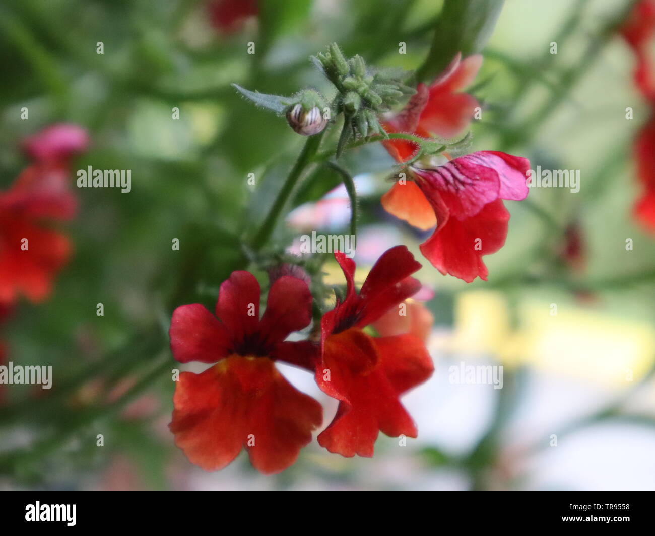 Nemesia flower in garden hi-res stock photography and images - Alamy