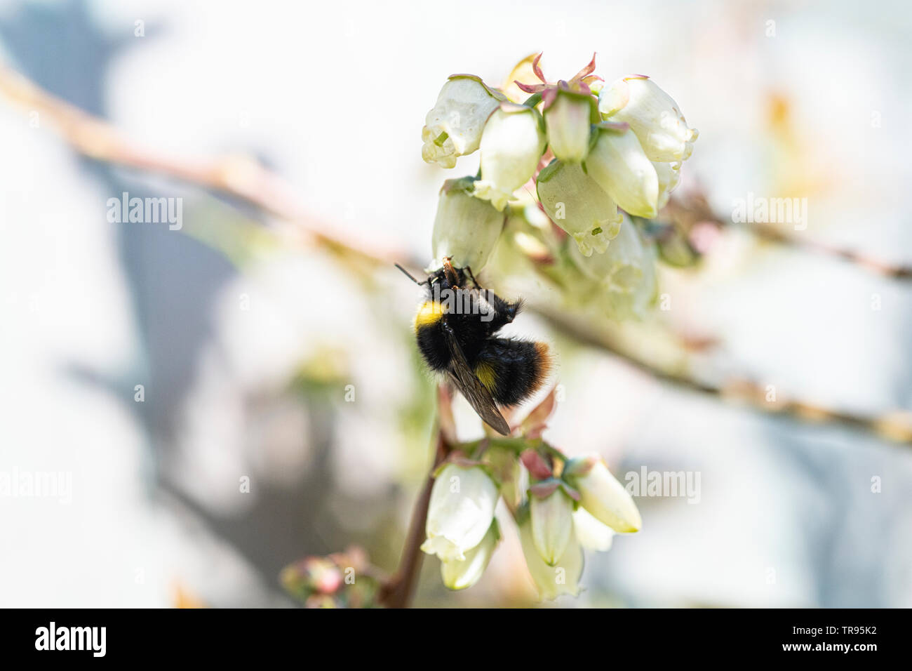 Blueberry plant bee hi-res stock photography and images - Alamy