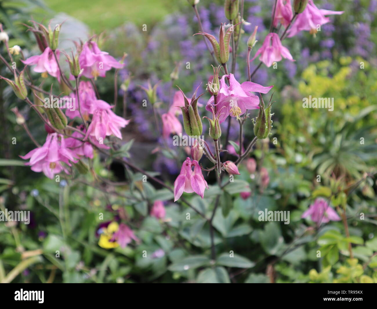 Pink bellflower hi-res stock photography and images - Alamy