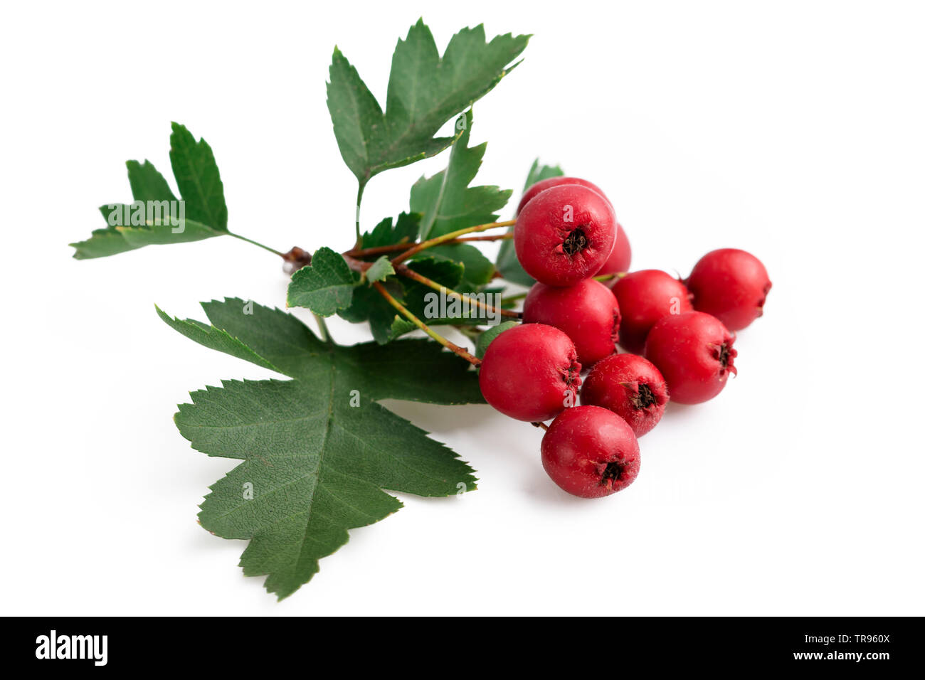 Hawthorn red berries with leaf isolated on white background Stock Photo ...