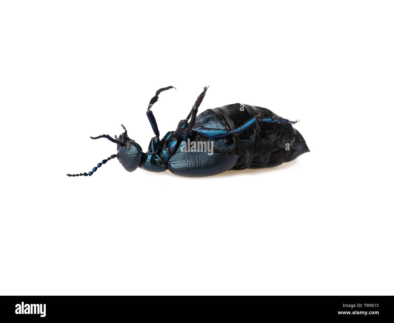 Black blue oil beetle lying on the back isolated on white background ...