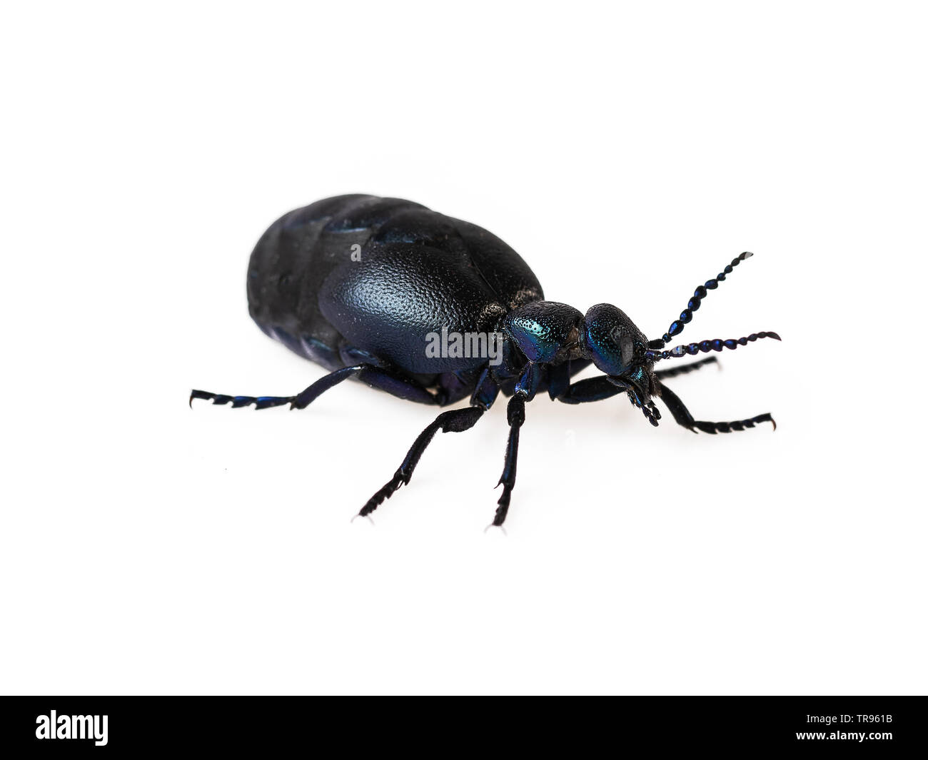 Black oil beetle hi-res stock photography and images - Alamy