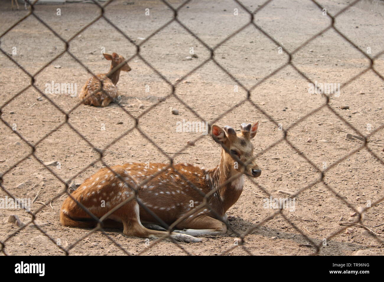 Deer cages hi-res stock photography and images - Alamy